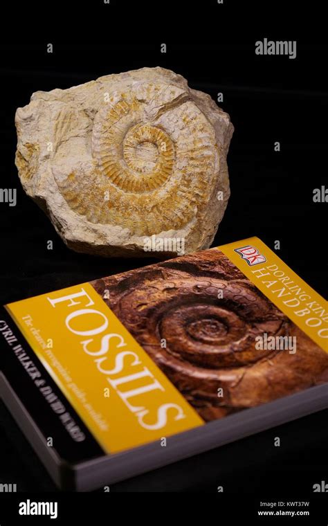 Fossil Identification Ammonite Fossil And A Fossil Palaentology Book