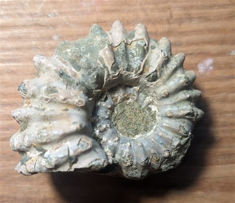 Tractor Ammonite Fossil 1pc Dinosaur Age Etsy