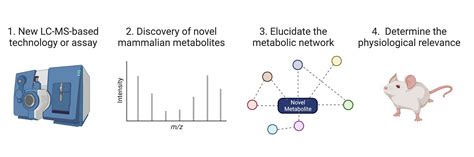 Fundamental Metabolic Pathways