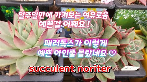 다육이노리터예쁜다육이패러독스골든글로우 조이 Youtube