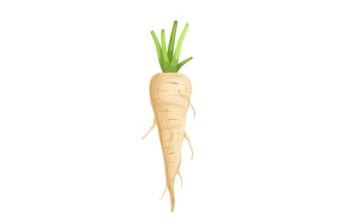Parsnip Root Food Cartoon Vector Graphic By Pikepicture · Creative Fabrica