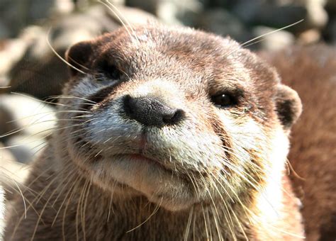 Strange Otter By Princess Of Madness On Deviantart