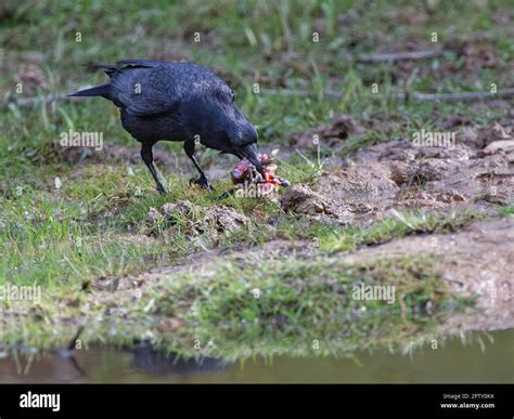 Carrion Crow Corvus Corone Gathering Up The Remains Of Several