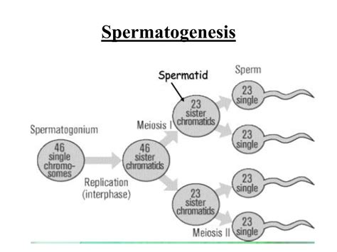 Biology Theory 5 Cell Division In Eukaryotic Cell Ppt