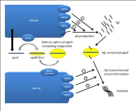 Figure 2 From A Subclass Atp Binding Cassette Proteins In Brain Lipid Homeostasis And