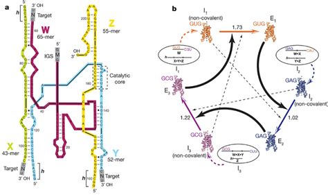 bjoc towards open ended evolution in self replicating molecular systems