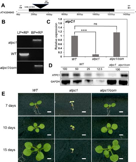 Figure 1 From The Atp Synthase γ Subunit Atpc1 Regulates Rna Editing In Chloroplasts Semantic
