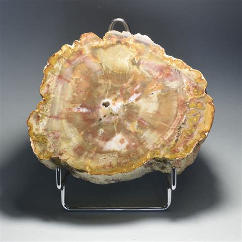 Beautiful Silicified Fossil Wood