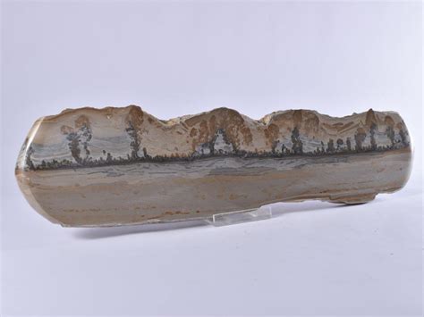 Large Cotham Marble Stromatolite Fossilised Algae 282mm Finest Fossils