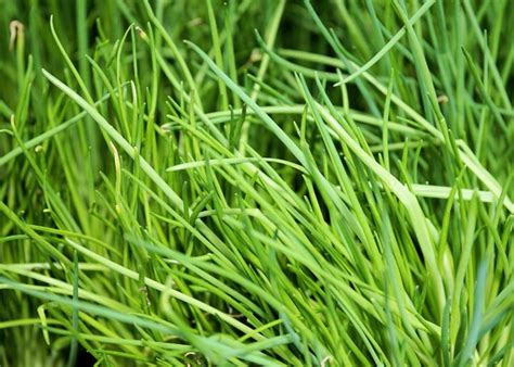 Chives How To Plant Grow And Harvest Chive Plants Herbs The Old