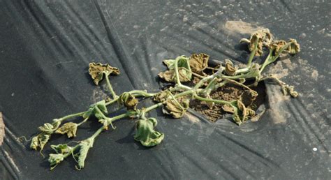 Bacterial Wilt The Daily Garden