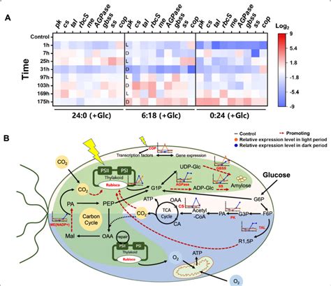 Schematic Diagram Of Starch Synthesis Under Different Culture Download Scientific Diagram