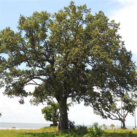 Quercus Virginiana ~ Southern Live Oak Native Forest Nursery Retail