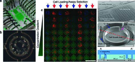 Microbioreactor Array A Image Of The Microbioreactor Array Device Download Scientific