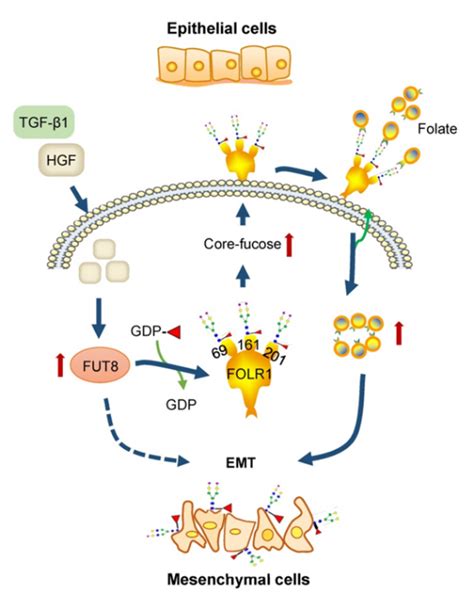 Protein Ptms Analysis Services Mtoz Biolabs