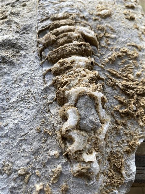 Please Help Id R Fossils