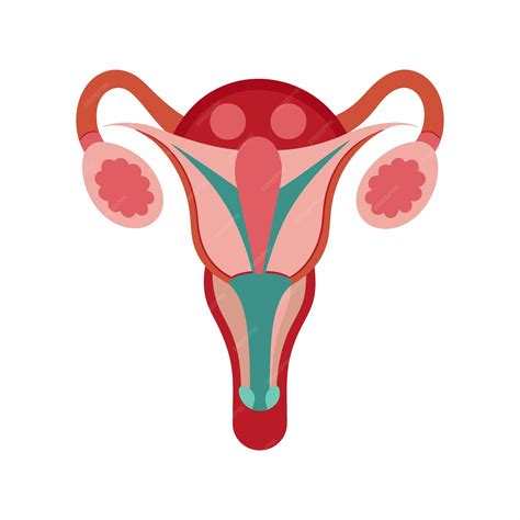Female Reproductive System Vector Illustration Premium Ai Generated Vector