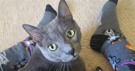 Halloween Socks Imgur Halloween Socks Imgur