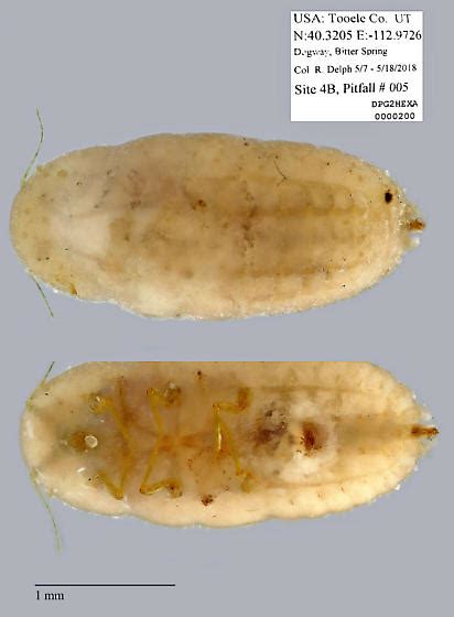Pseudococcidae Bugguide Net