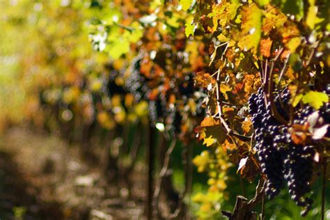 My Jupiter 9 Exploding Gumball Bokeh Jsherman999 Page 2