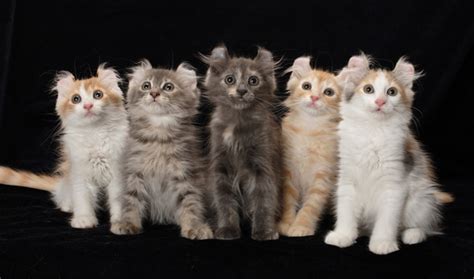 American Curl Cat Breed Information Vetstreet Vetstreet
