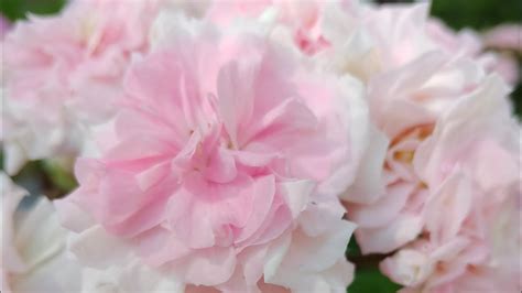 Цветение сортовых пеларгоний Youtube