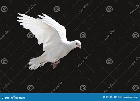 Pomba Branca Voando Isolada Em Preto Imagem De Stock Imagem De Céu