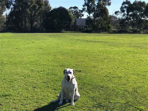 Chris Wallington On Linkedin Sun Is Out In Melbourne Hybrid Working Is A Welcomed Benefit At Work