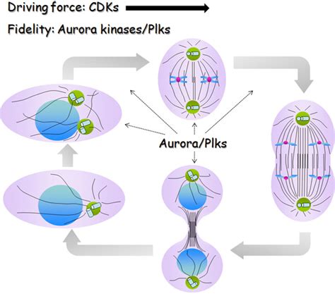 Collaboration Of Mitotic Kinases In Cell Cycle Control Learn Science At Scitable
