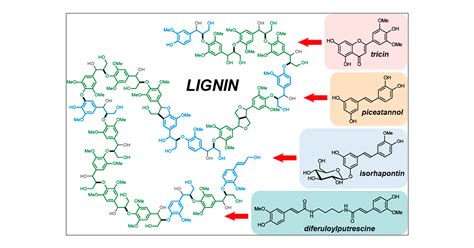Lignin Monomer