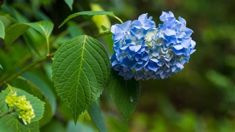 Do Hydrangeas Grow Fast A Quick Guide To Their Growth Rate