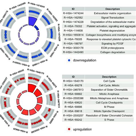 circle plots of reactome pathways enrichment of downregulated