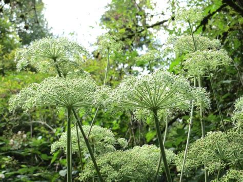 Дудник лесной (Angelica sylvestris L.) - лекарственное, чайное ...