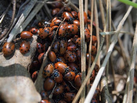 Ladybug Nest By Mrgaud On Deviantart