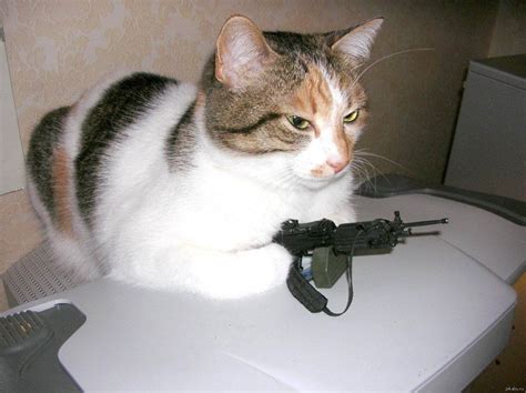 Create Meme Cat With A Gun Cat With A Gun A Cat With A Machine Gun