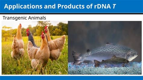 Ppt2 Applications Of Rdna Gen Bio2 Pptx