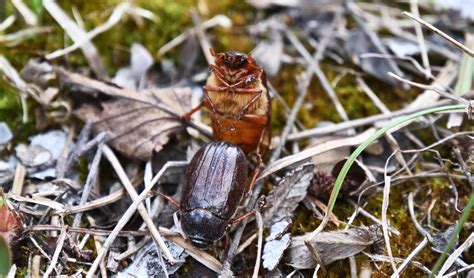 May Bugs Getting Busy Rwildlifephotography