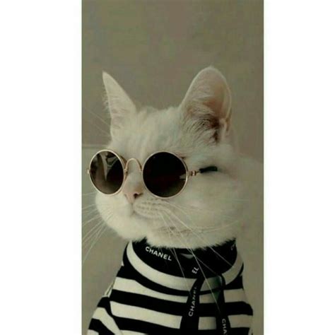 رئیس جمهور اصلی گوربای ها هستم یا همون گوربه اصیل من به سرزمینم گوربای