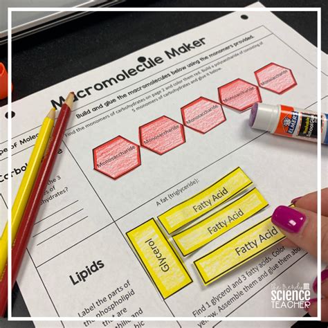 Macromolecules Card Sort Printable Cards