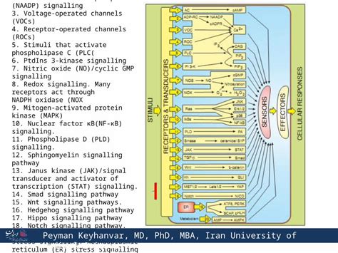 ppt 1 cyclic amp signalling pathway 2 cyclic adp ribose cadpr