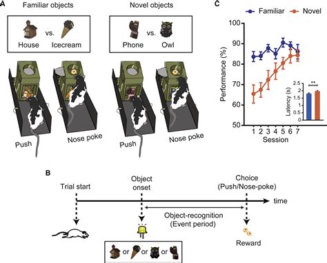 Rhythmic Pruning Of Perceptual Noise For Object Representation In The Hippocampus And Perirhinal