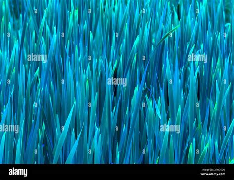 Closeup Of Bluegrass Growing Outside In A Garden With Copy Space Long