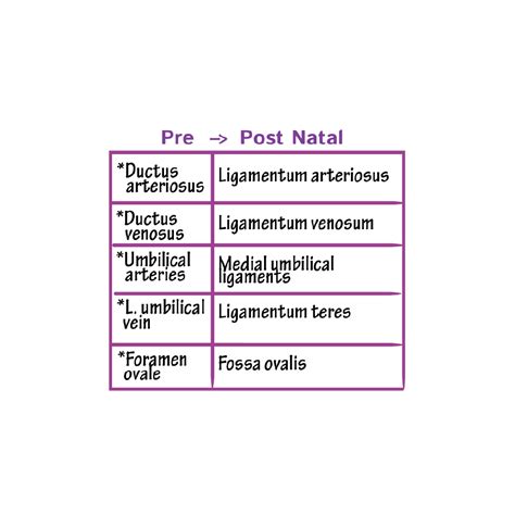 Embryology Glossary Fetal Circulation Ditki Medical And Biological