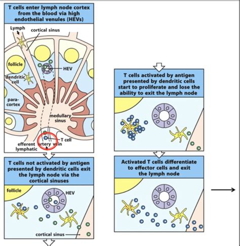 Lymphocyte Activation T Cells Flashcards Quizlet