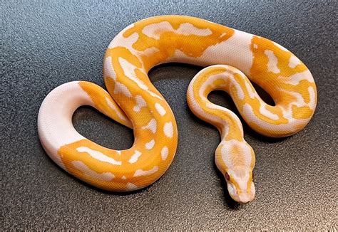 Dreamsicle Ball Python by Regius Creations - MorphMarket
