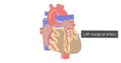 Marginal Artery