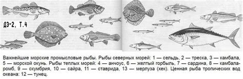 Важнейшие морские промысловые рыбы | 10 things