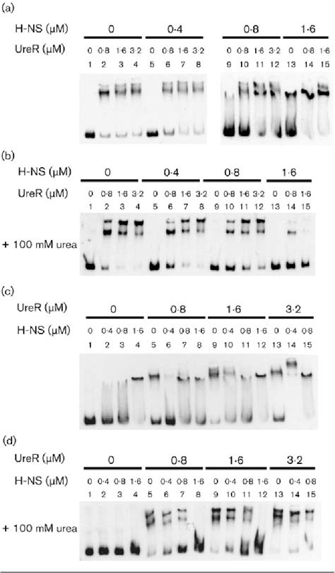 Figure 3 From Differential Regulation Of The Proteus Mirabilis Urease Gene Cluster By Urer And H