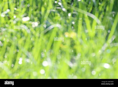 Natural Soft Grass Background Blurred Bokeh Of Dew Healthy Green Bio