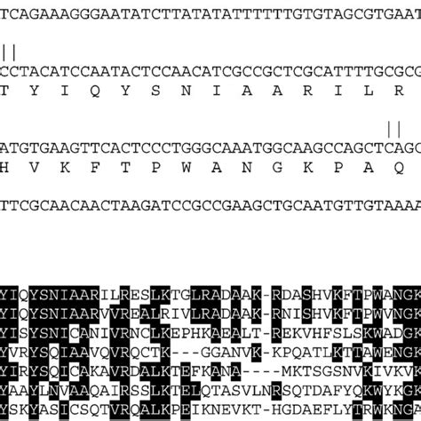 —sequence Of The Sun Gene A Dna Sequence Of The Sun Gene With The